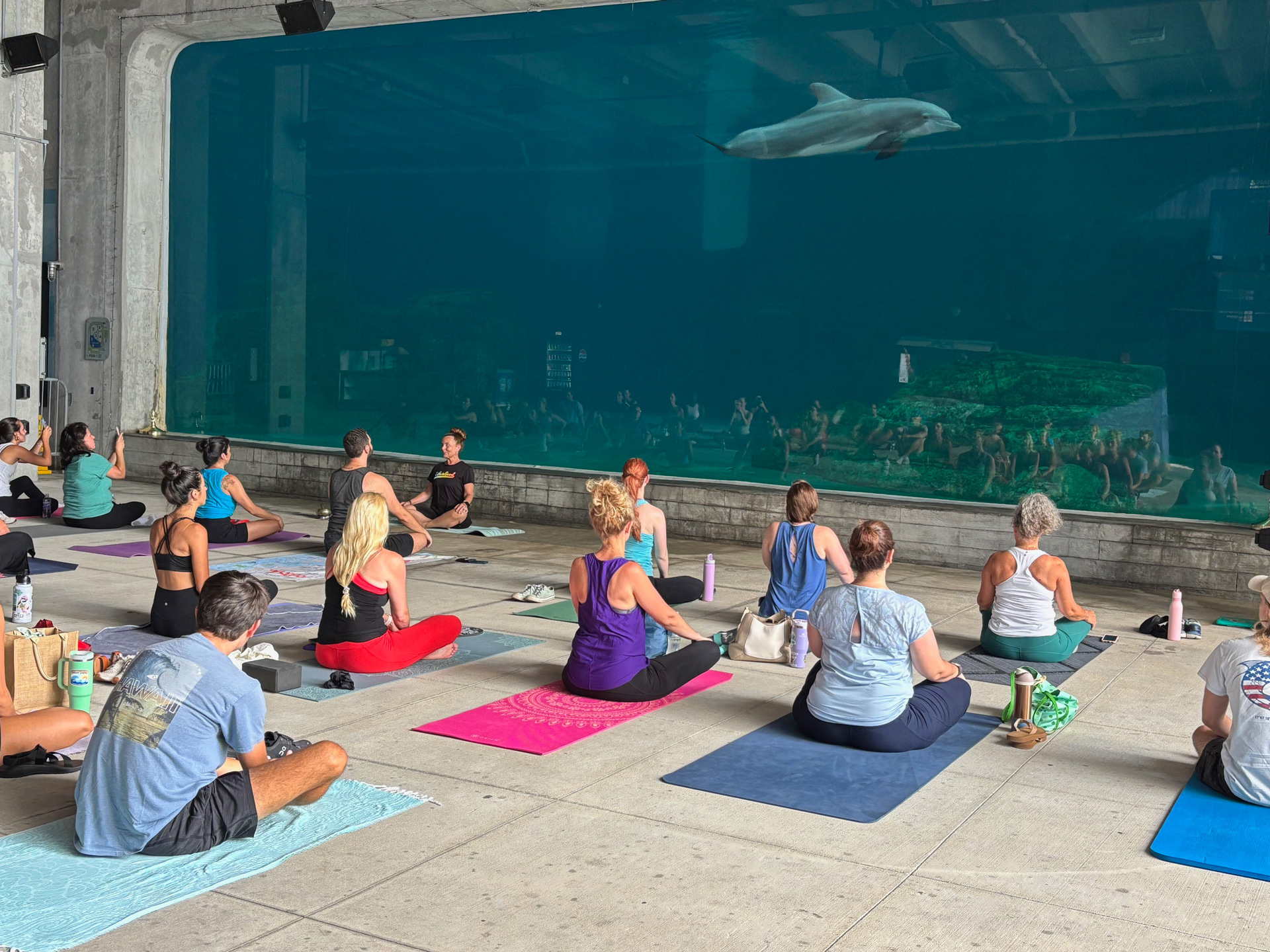Dolphin Yoga - Clearwater Marine Aquarium