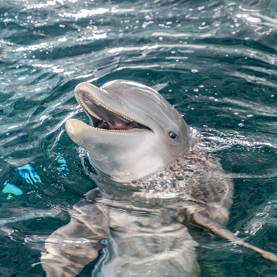 Star the Dolphin - Clearwater Marine Aquarium