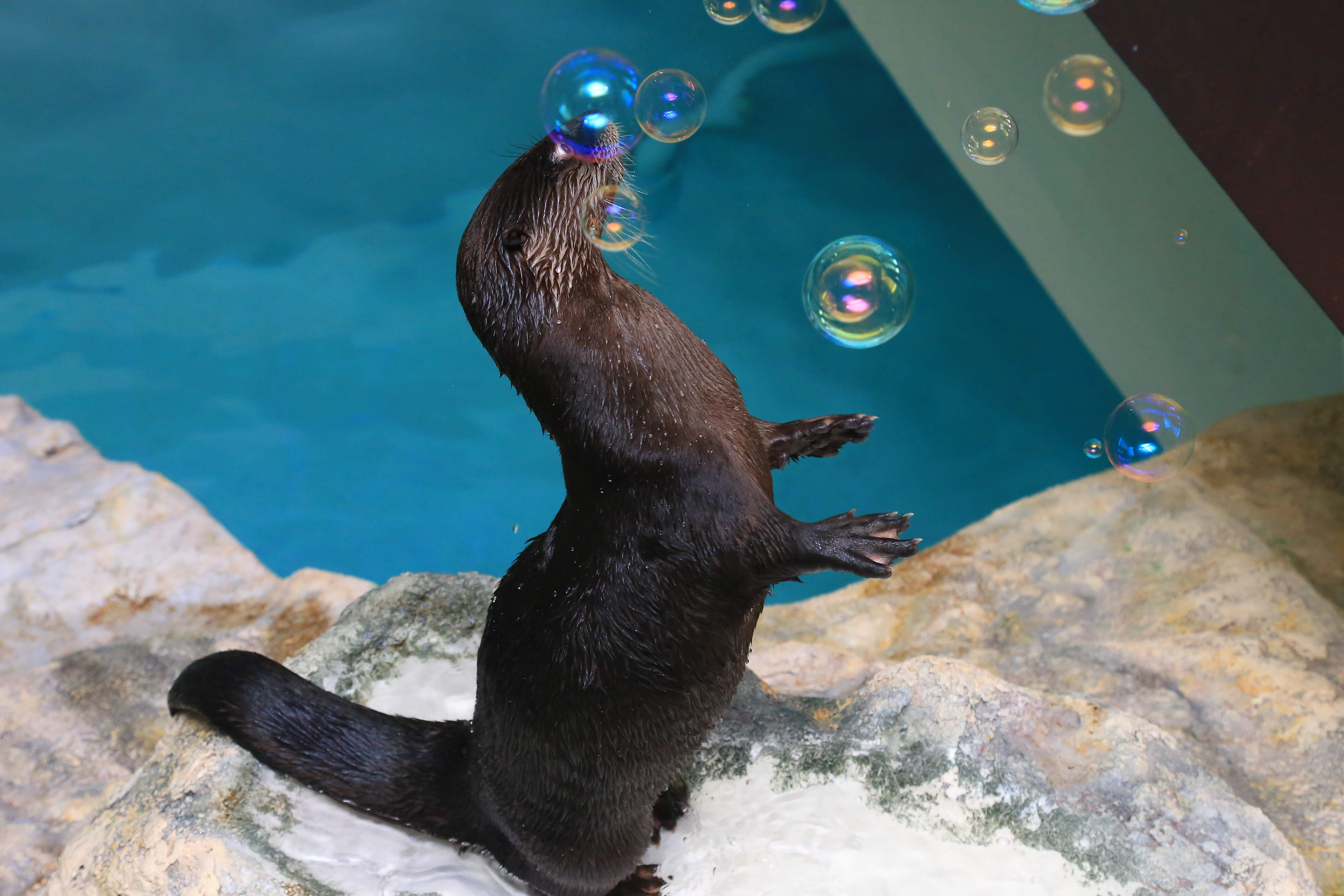 Sea Otter Pups Quiz